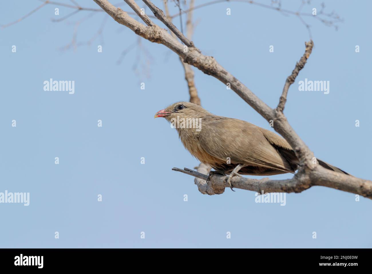 Pench national park bird hi-res stock photography and images - Alamy