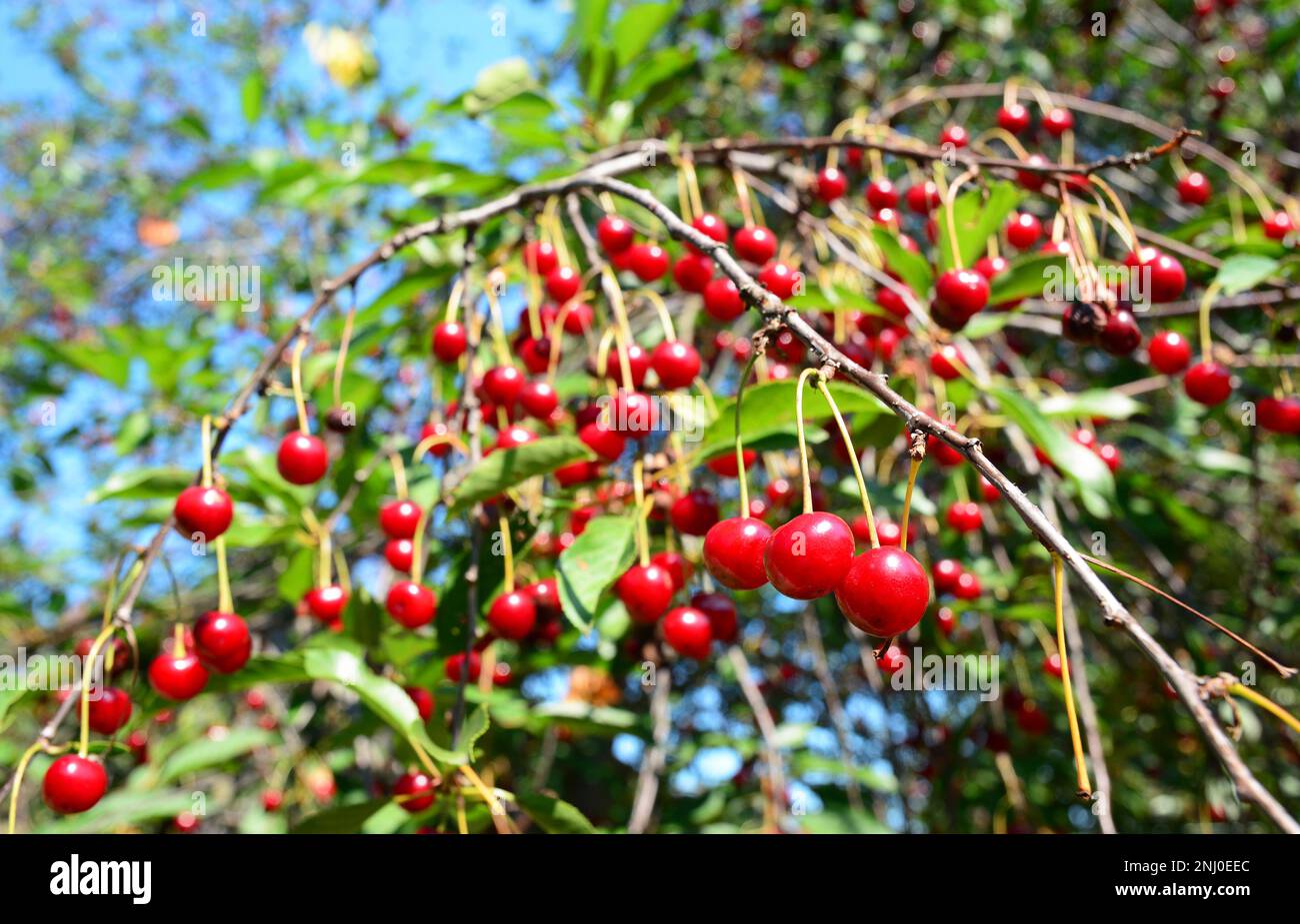 Growing and harvesting cherries. A cherry tree branch with many ripe ...