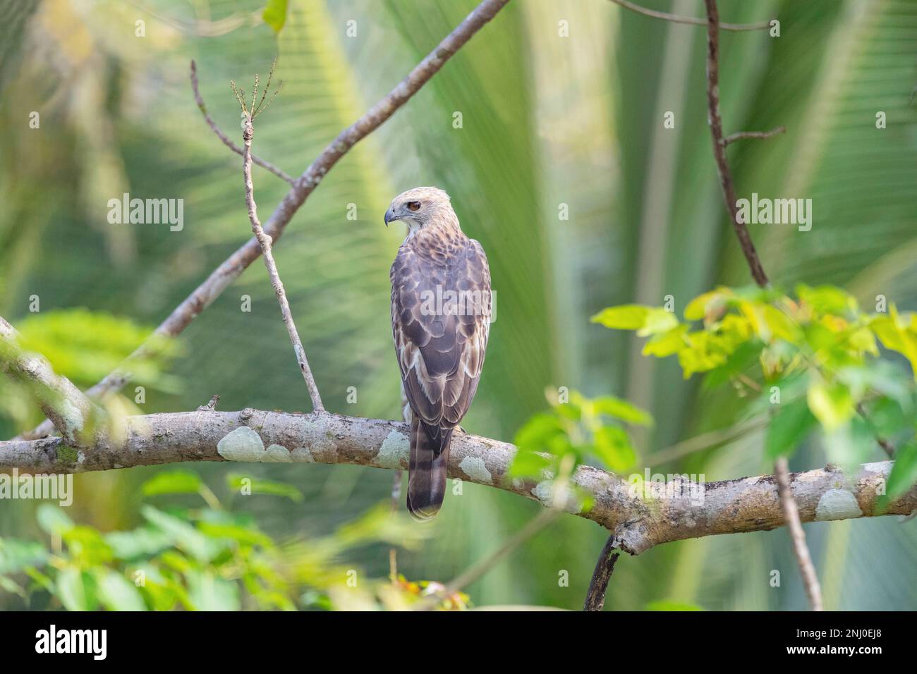 Andaman Islands, India, Changeable Hawk Eagle, Nisaetus cirrhatus Stock ...