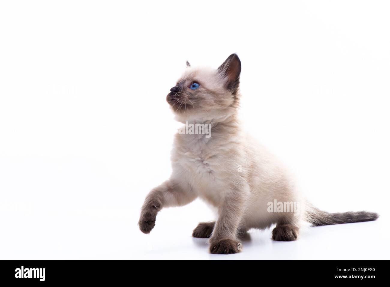 Cute playful Siamese kitten getting ready to jump. Cat activities ...