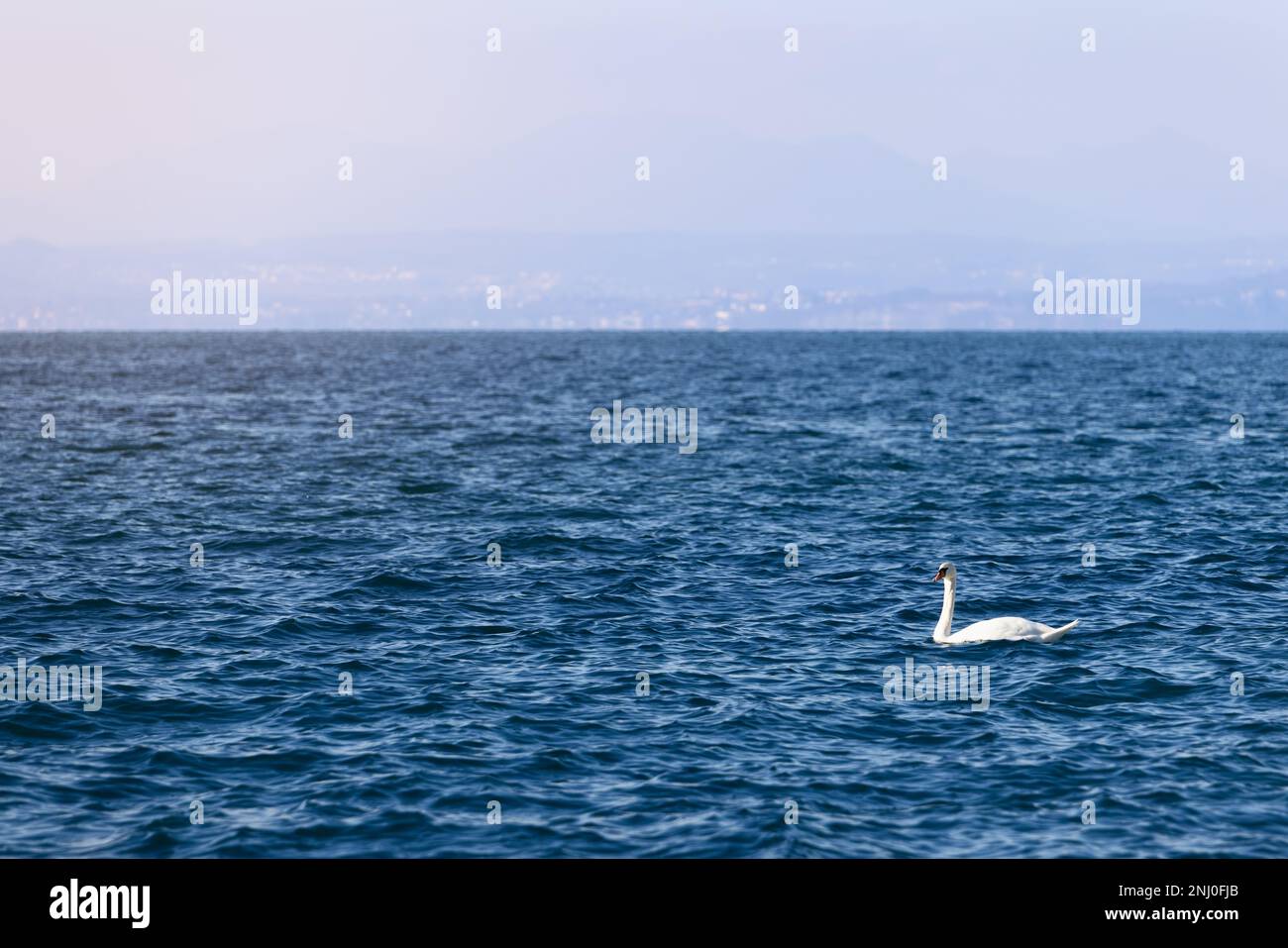 Beautiful white swan on garda hi-res stock photography and images - Alamy