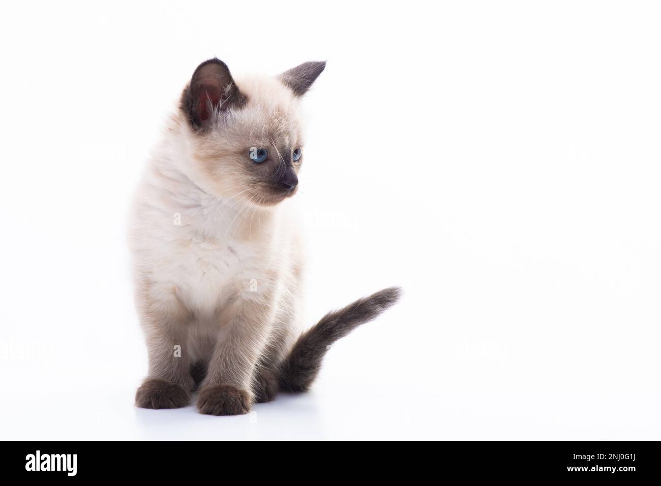 Back view siamese cat hi-res stock photography and images - Alamy