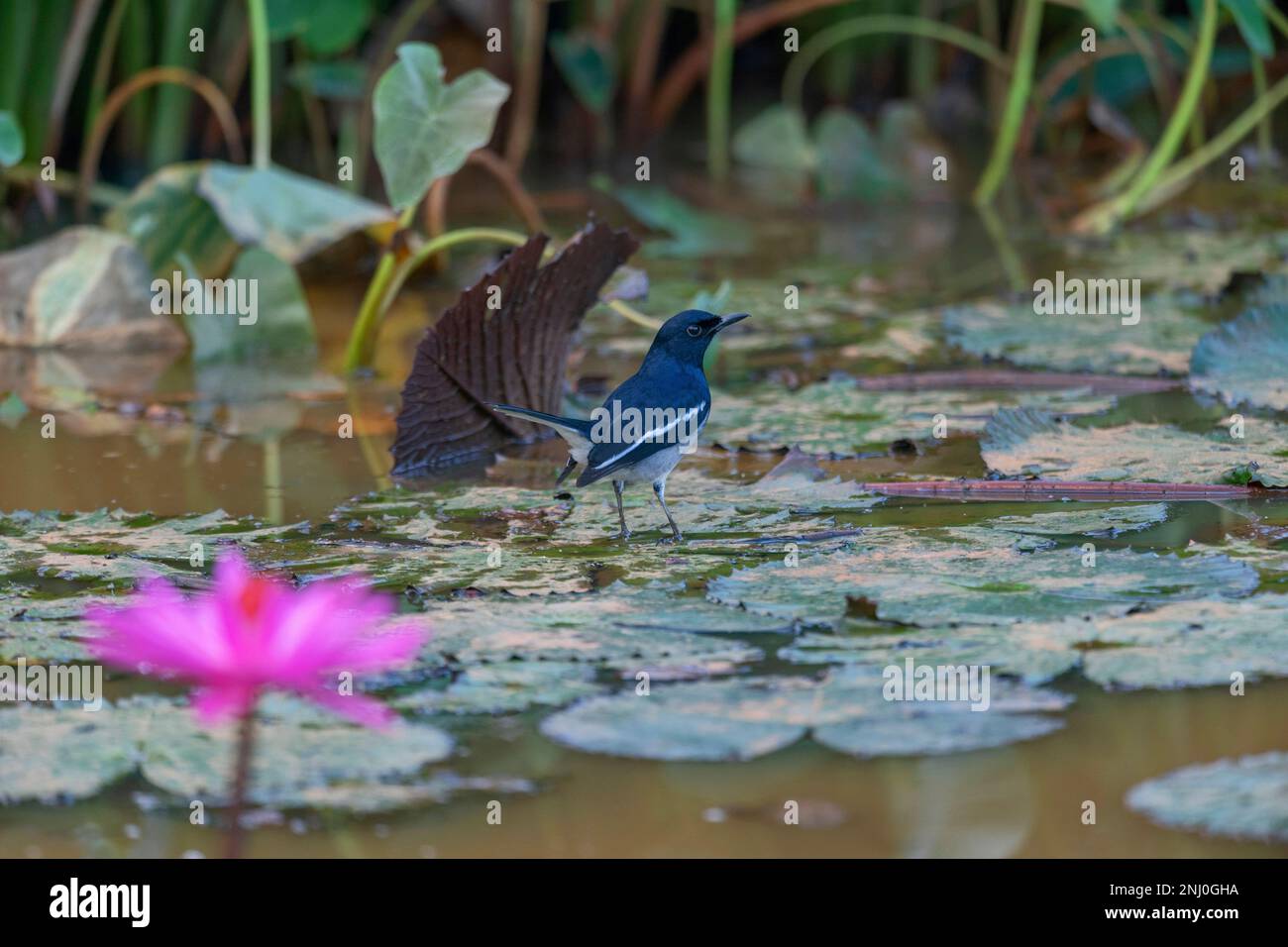 Andaman Islands, India, Oriental magpie-robin, Copsychus saularis ...