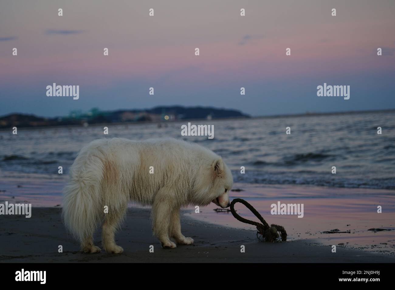 A Samoyed dog stands in shallow water, gazing out at the beautiful ...