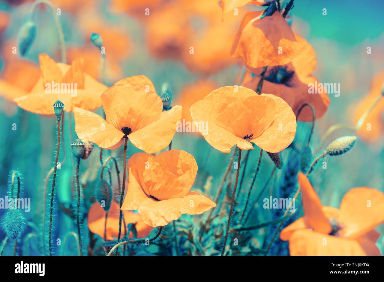 Flowering poppy field nature background. Orange colored Stock Photo - Alamy