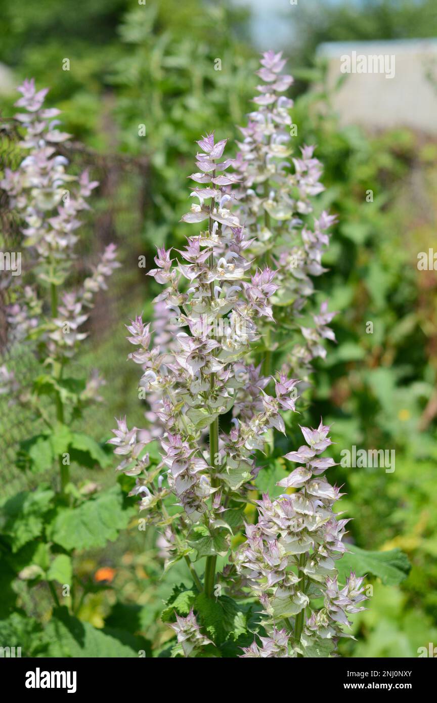 A close-up on Salvia sclarea or clary sage, medicinal herb blooming ...