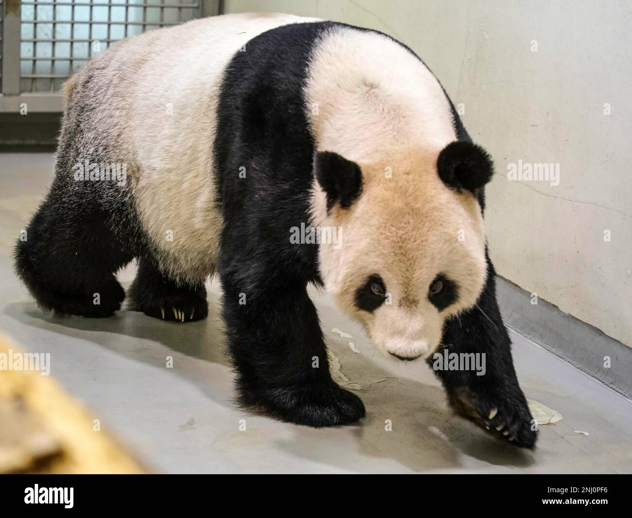 In this photo released by the Taipei Zoo, Panda Tuan Tuan walks in its ...
