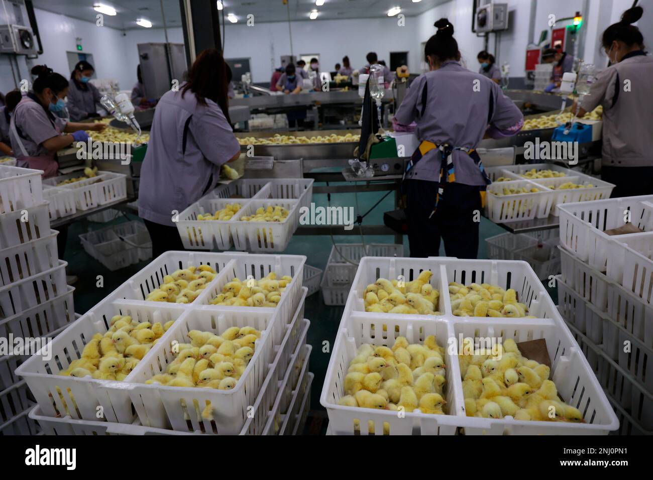 A view of the newborn chickens at a chicken hatchery in Huimin county ...