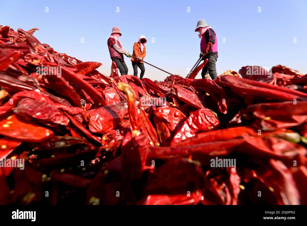 Farmers dry the harvest of red chilis on a yard in Jiazhai village in ...