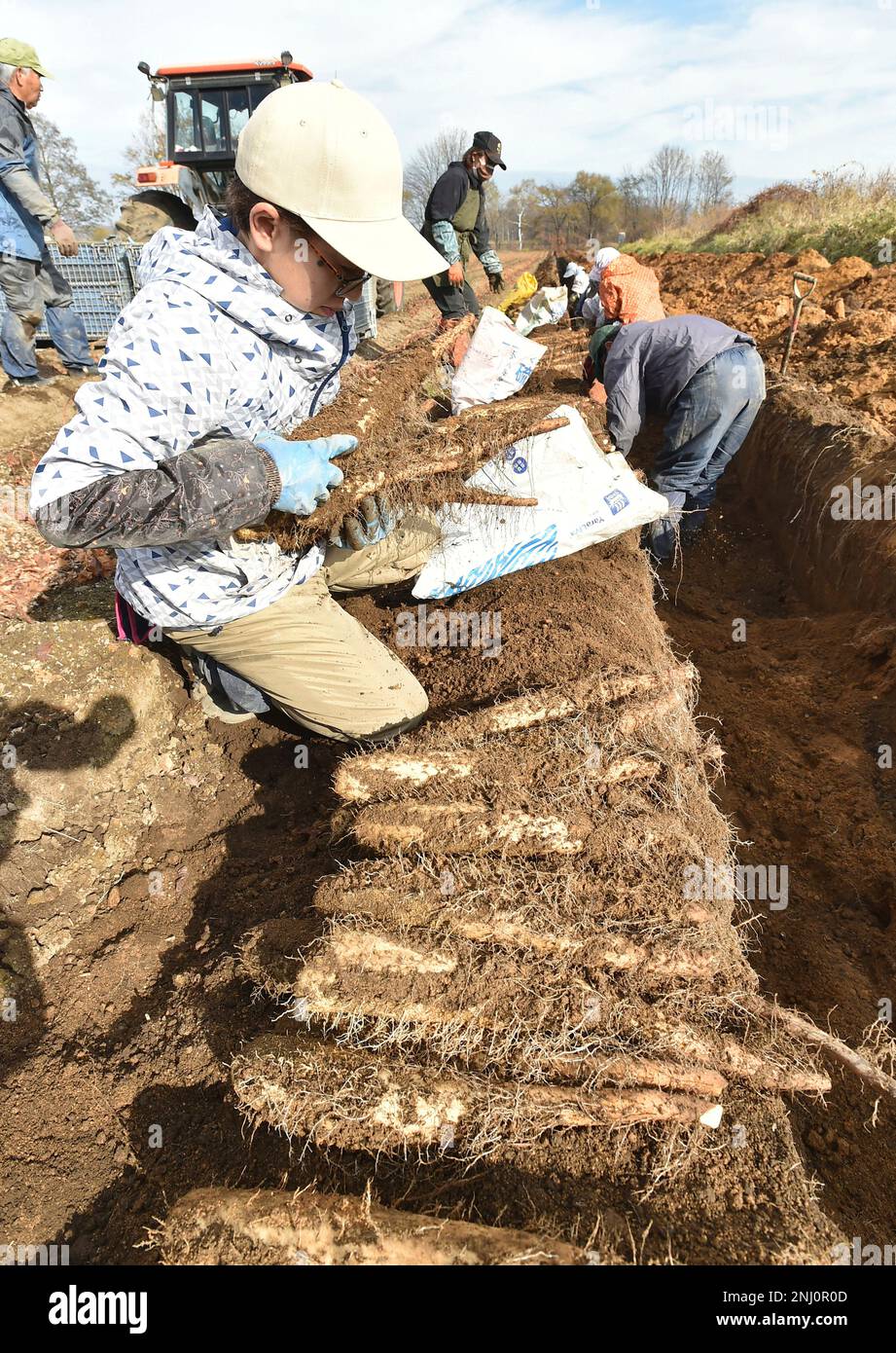 Farmers are busy gathering Tokachi-Kawanishi-Nagaimo, one kind of ...