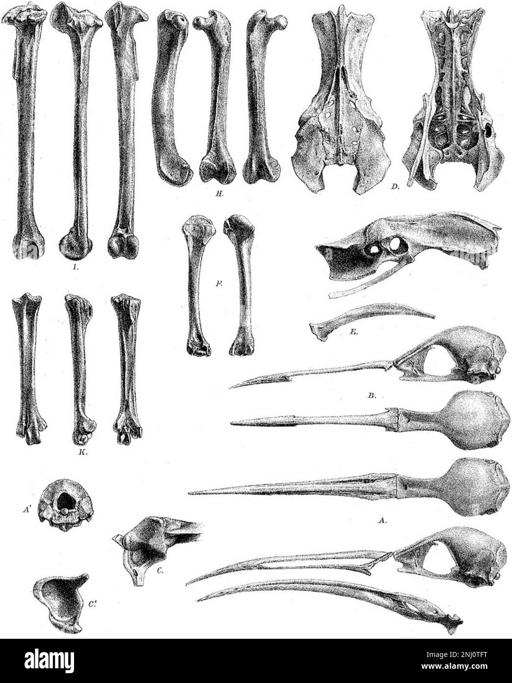 Subfossil bones of Erythromachus leguati Stock Photo - Alamy