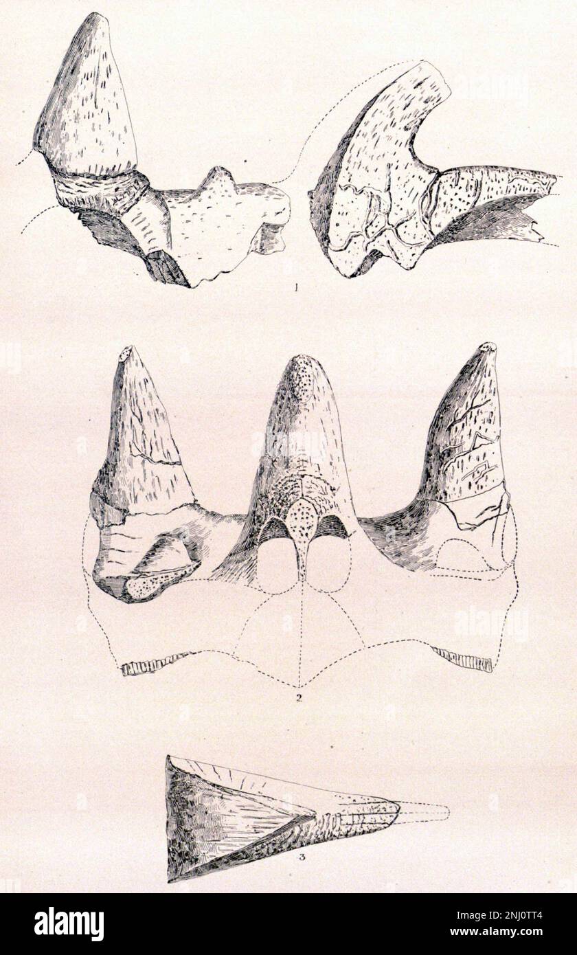Nasal bones hi-res stock photography and images - Alamy