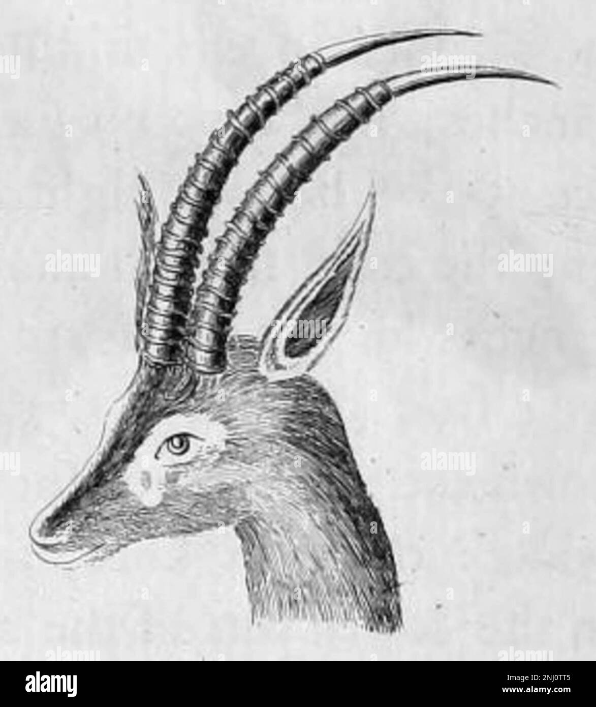 Pennant blue buck Stock Photo - Alamy