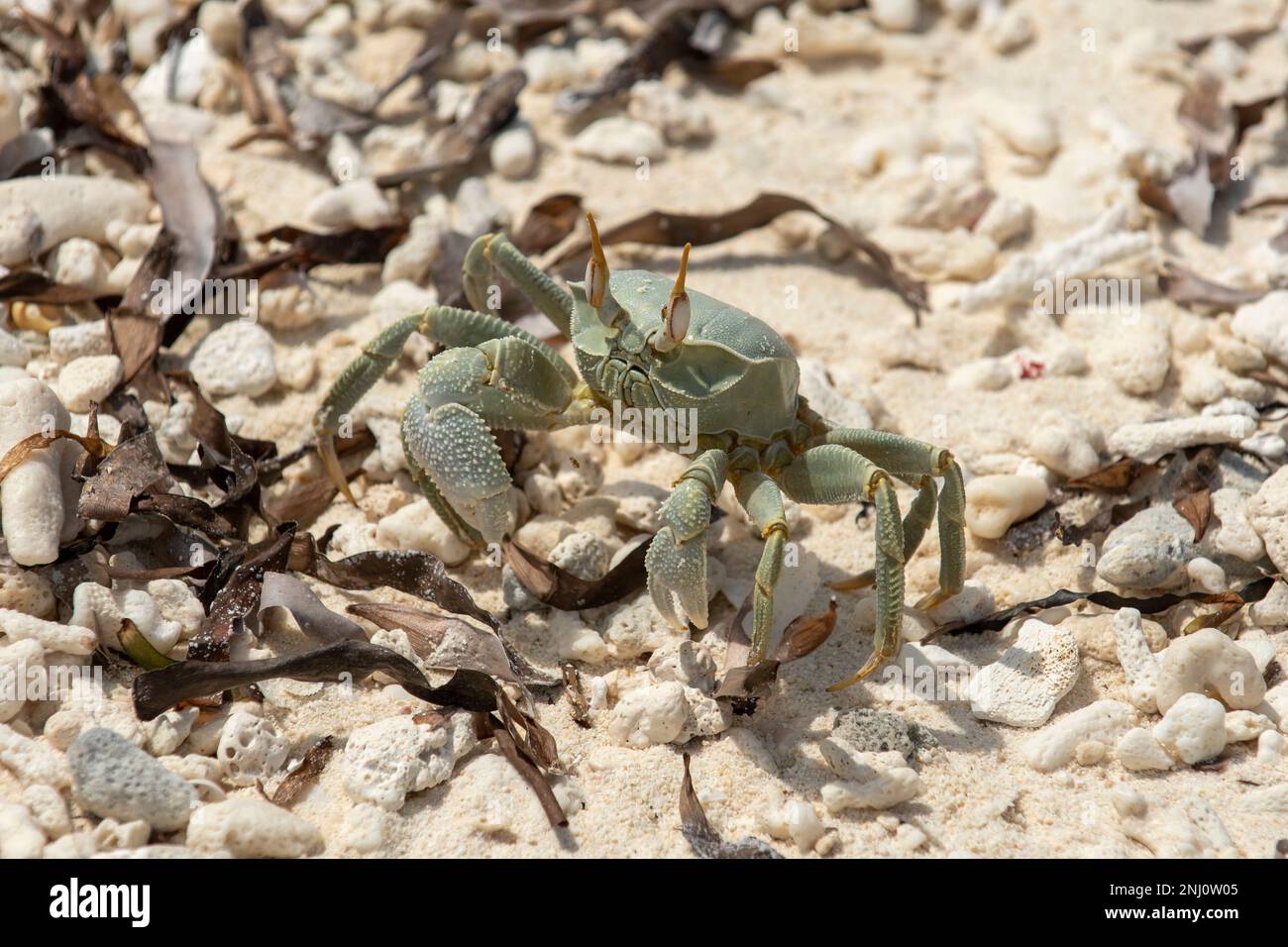 Horned Ghost Crab, Ocypode ceratophthalmus, Cosmoledo Atoll Stock Photo ...