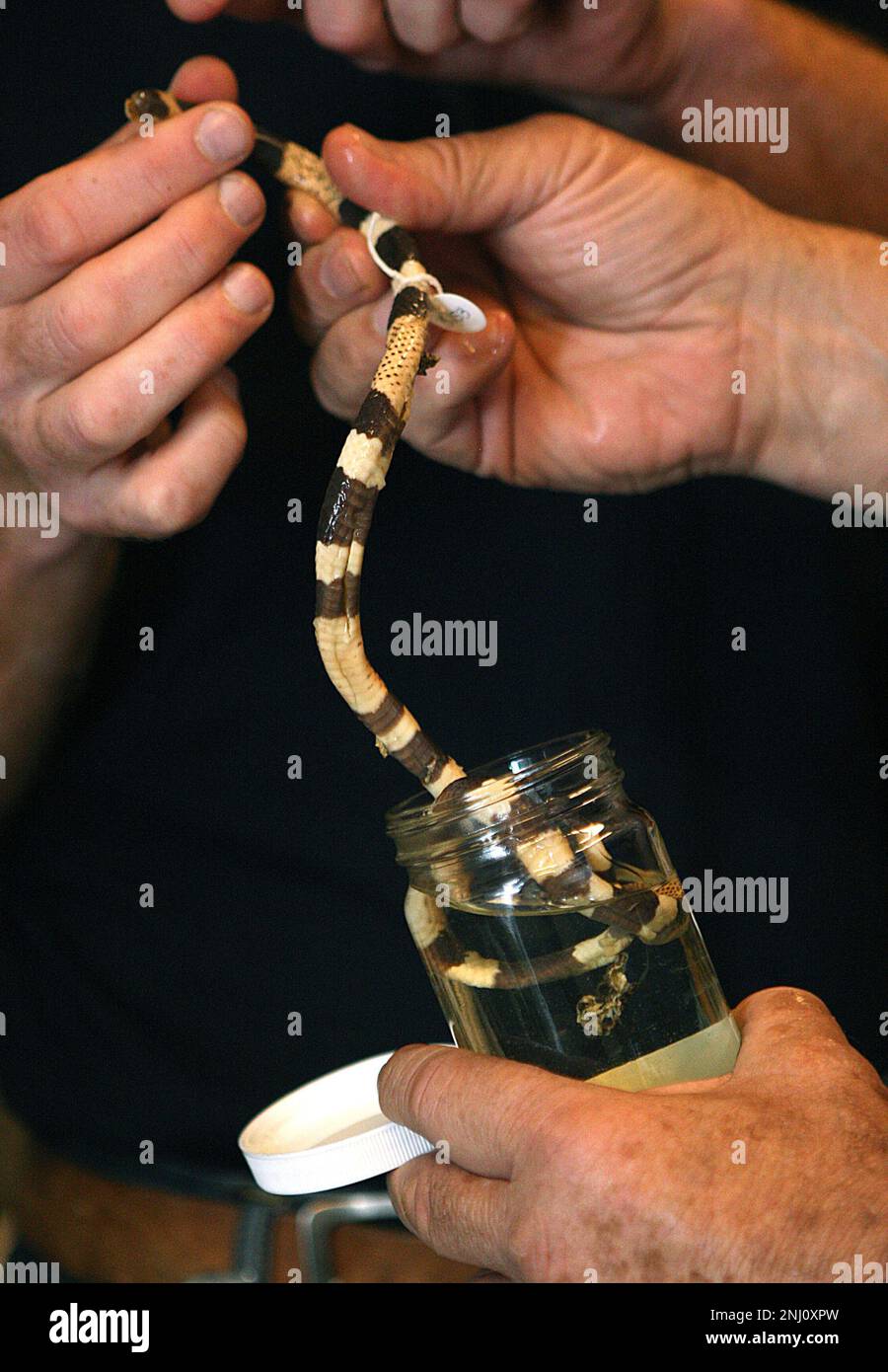 Curator and chair of herpetology Bob Drewes and Dr. Matt Lewin show a ...