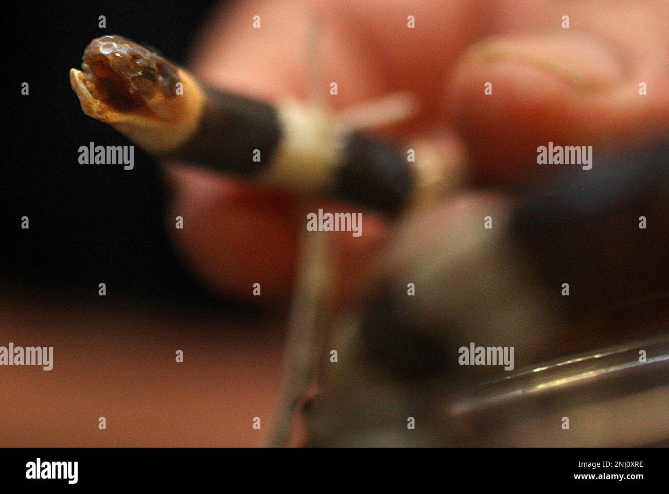 Curator and chair of herpetology Bob Drewes and Dr. Matt Lewin show a ...