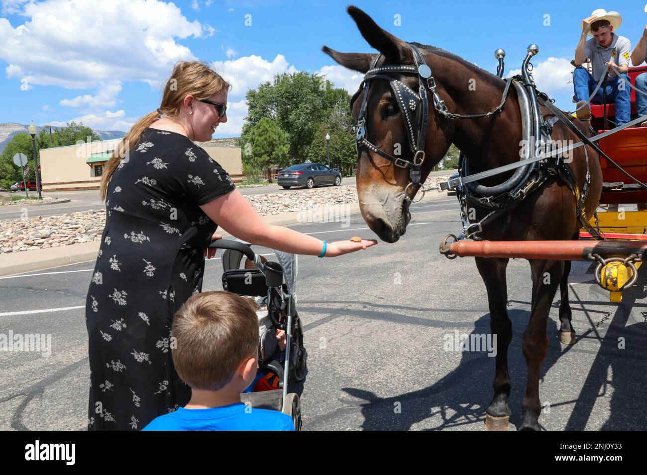 The 4th Infantry Division Fort Carson Mounted Color Guard mule team ...