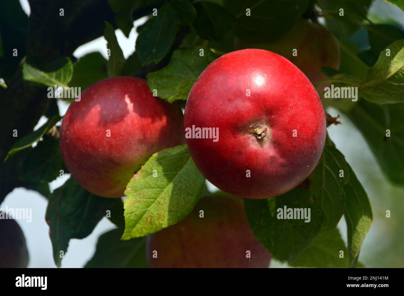 Two Dessert Apples 'Red Devil' (Malus Domestica) grown in the Orchard ...