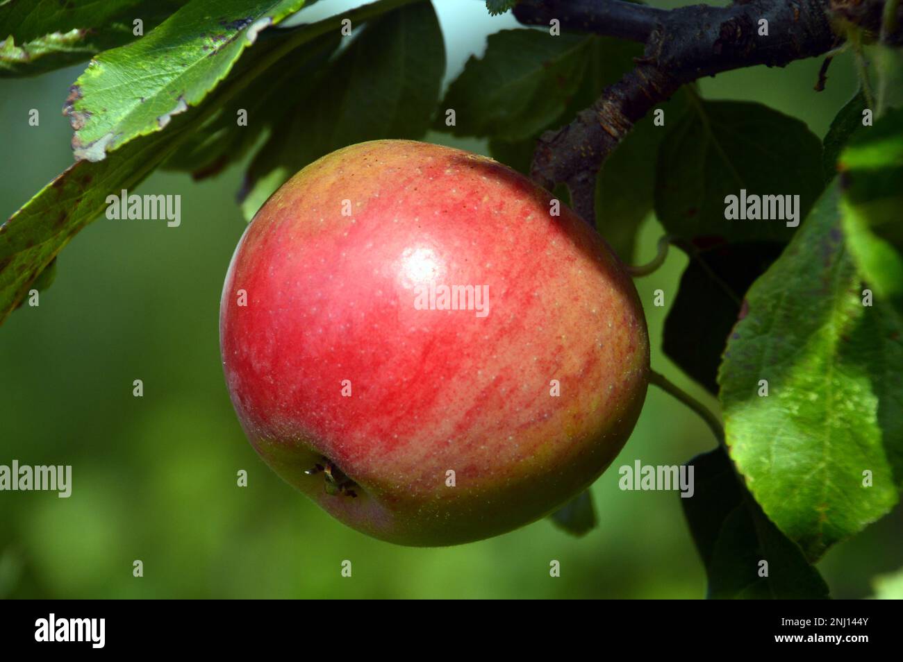 Single Dessert Apple 'Red Devil' (Malus Domestica) grown in the Orchard ...