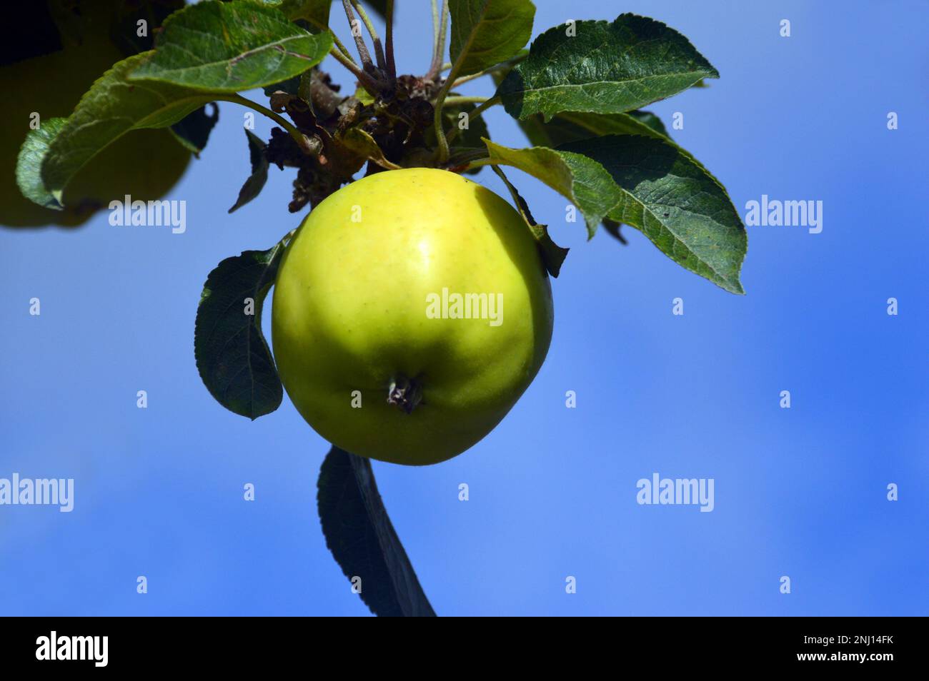 Single Pale Green 'Keswick Codlin' Cooking Apple ('Malus Domestica ...