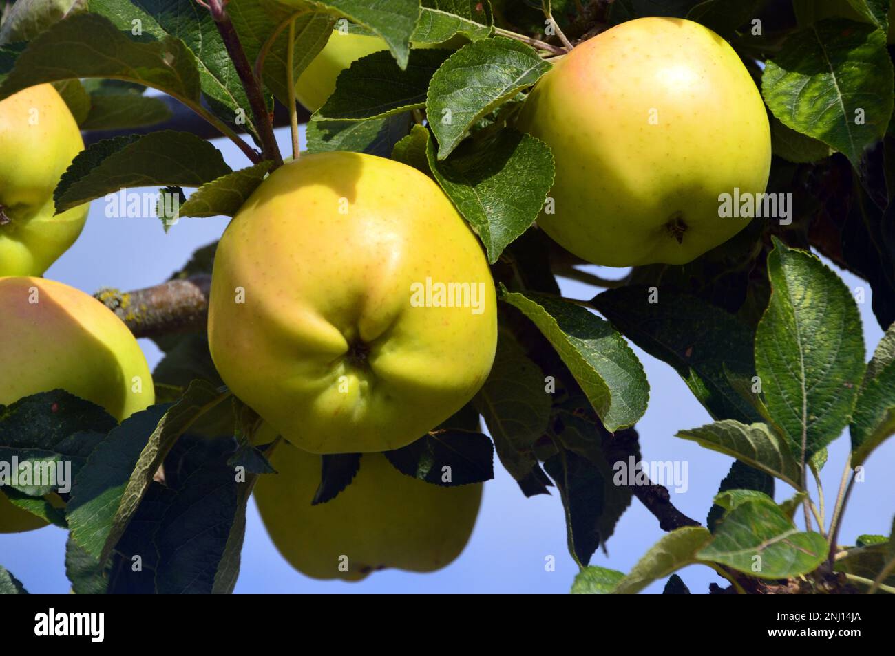 Pale Green 'Keswick Codlin' Cooking Apples ('Malus Domestica) grown in ...