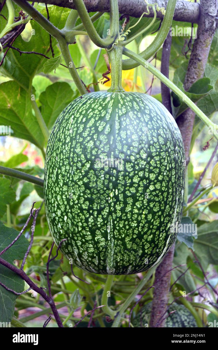 Single Fig Leaved Gourd (Cucurbita Ficifolia) grown in the Vegetable ...