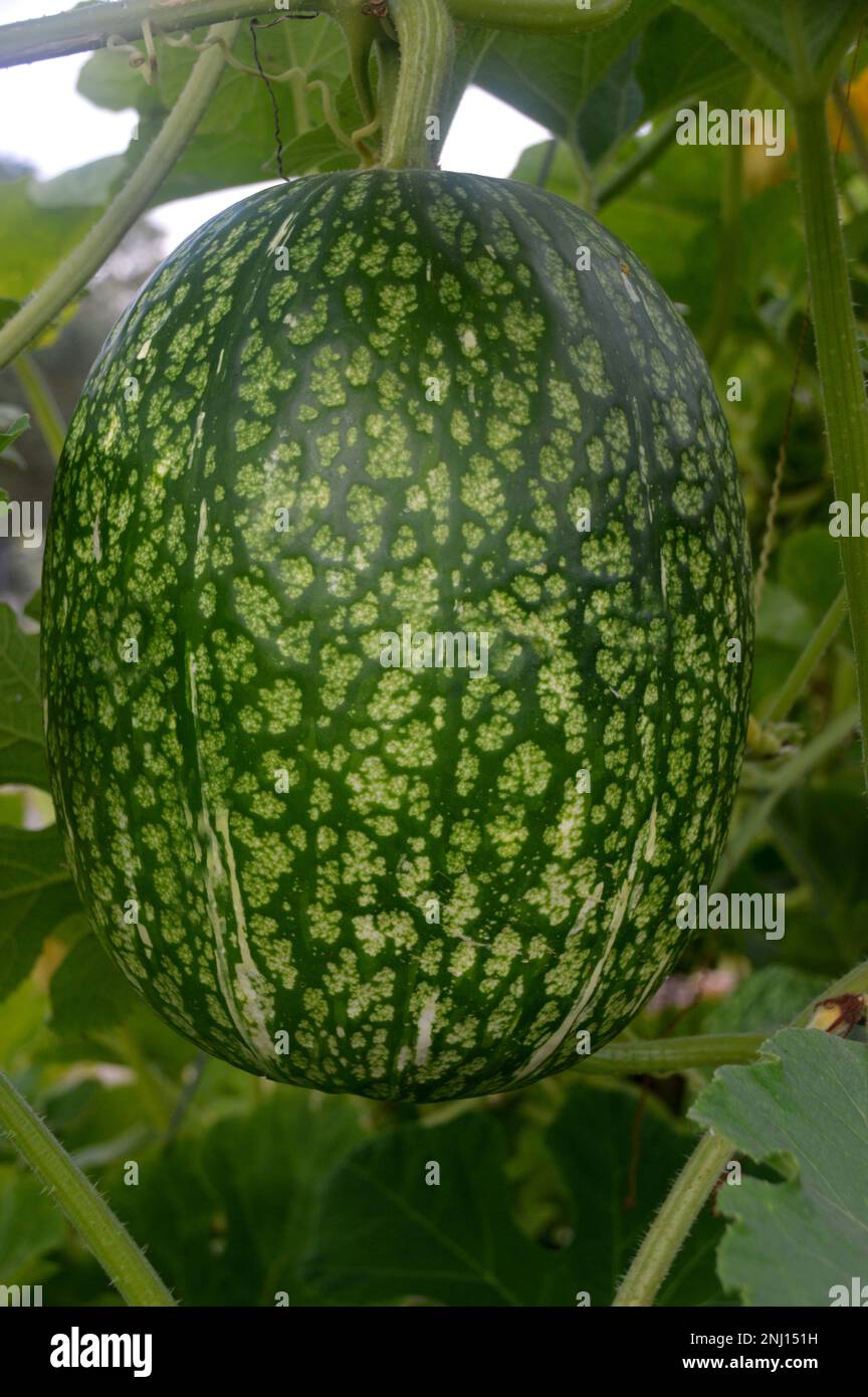 Single Fig Leaved Gourd (Cucurbita Ficifolia) grown in the Vegetable ...
