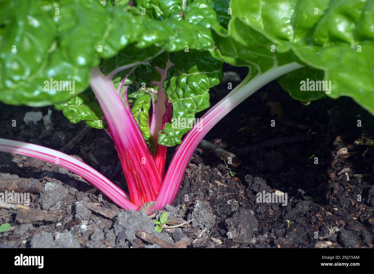 Red Stalk/Green Leaf Swiss Chard 'Peppermint' (Beta Vulgaris) growing ...