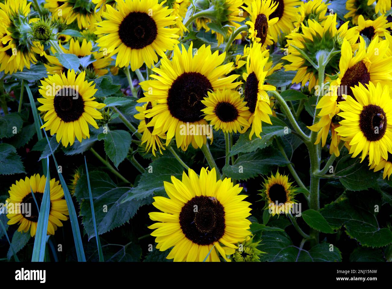 Yellow Sunflowers (Helianthus Annuus) 'Waooh!' Flower Heads growing in ...