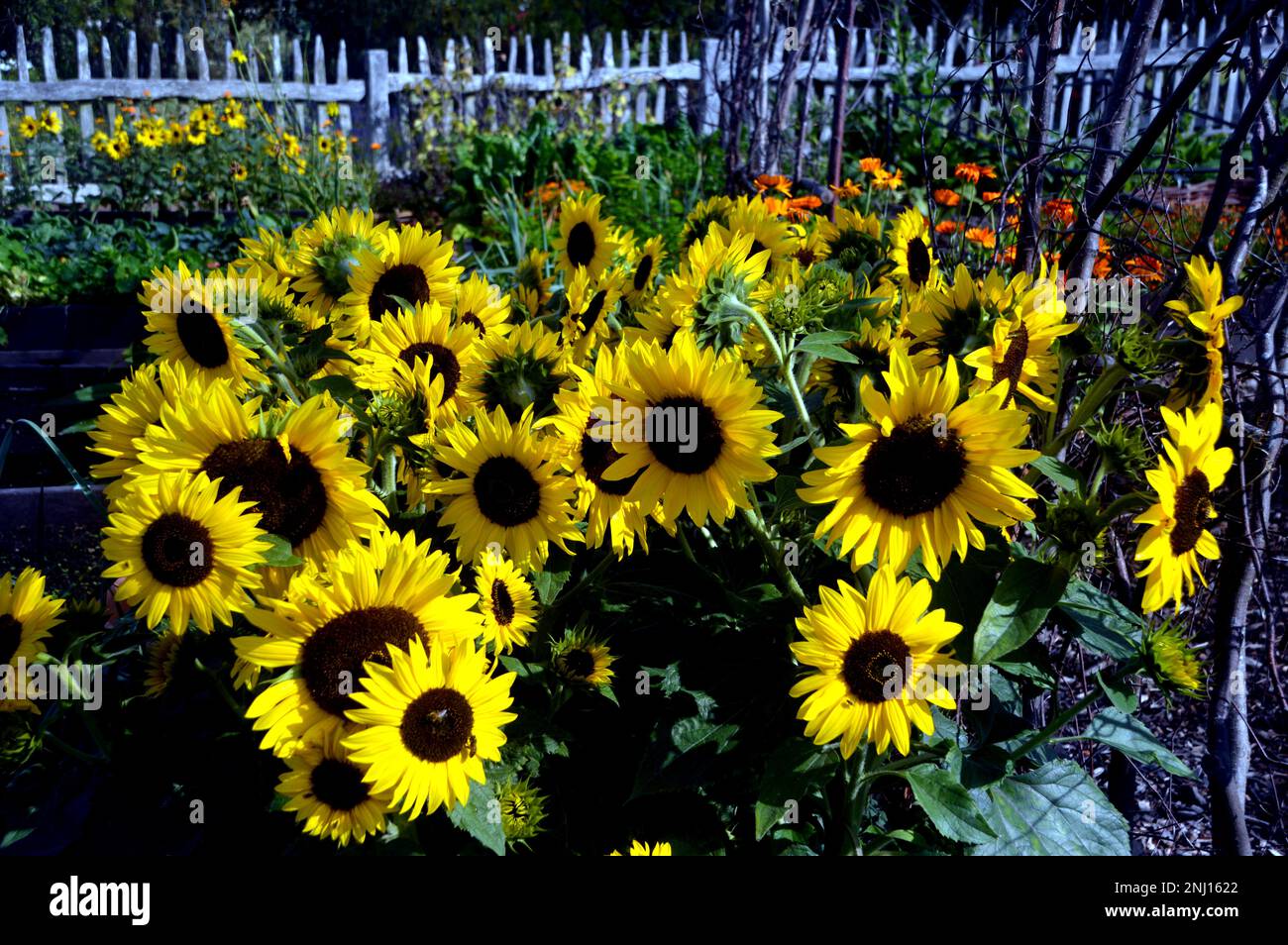 Yellow Sunflowers (Helianthus Annuus) 'Waooh!' Flower Heads growing in ...