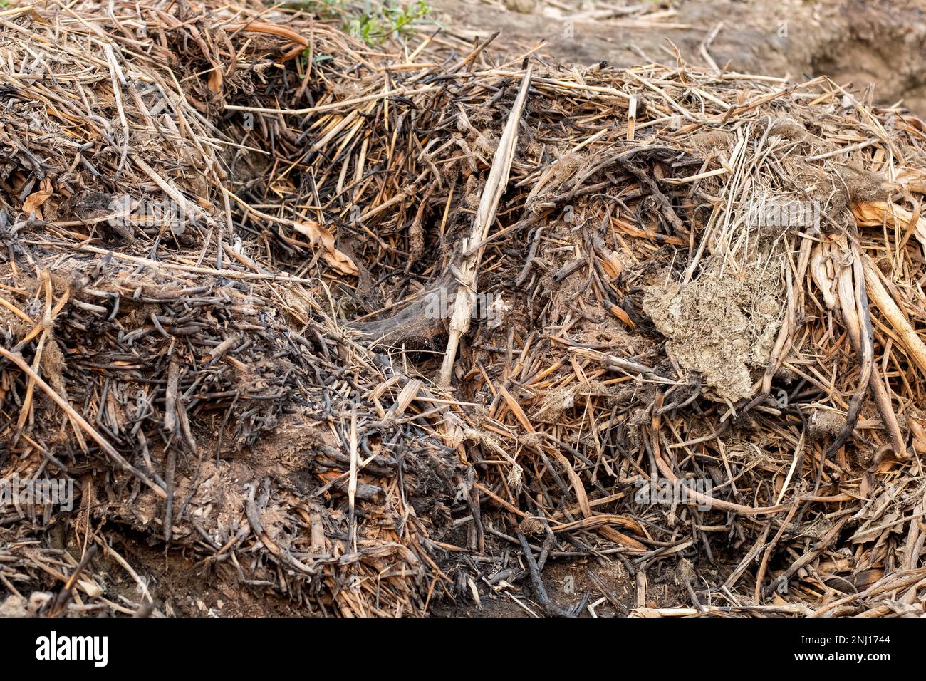 Burnt grasses hi-res stock photography and images - Alamy