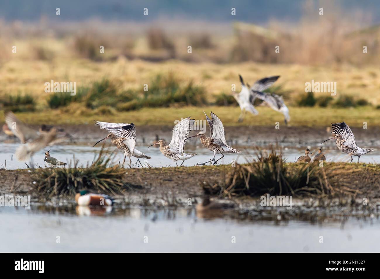 Eurasian Curlew or Common Curlew, Numenius arquata on marshland Stock ...