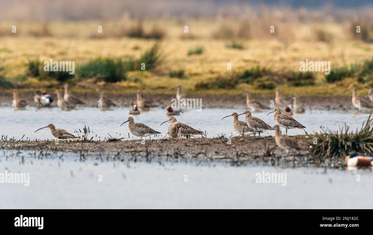 Eurasian Curlew or Common Curlew, Numenius arquata on marshland Stock ...