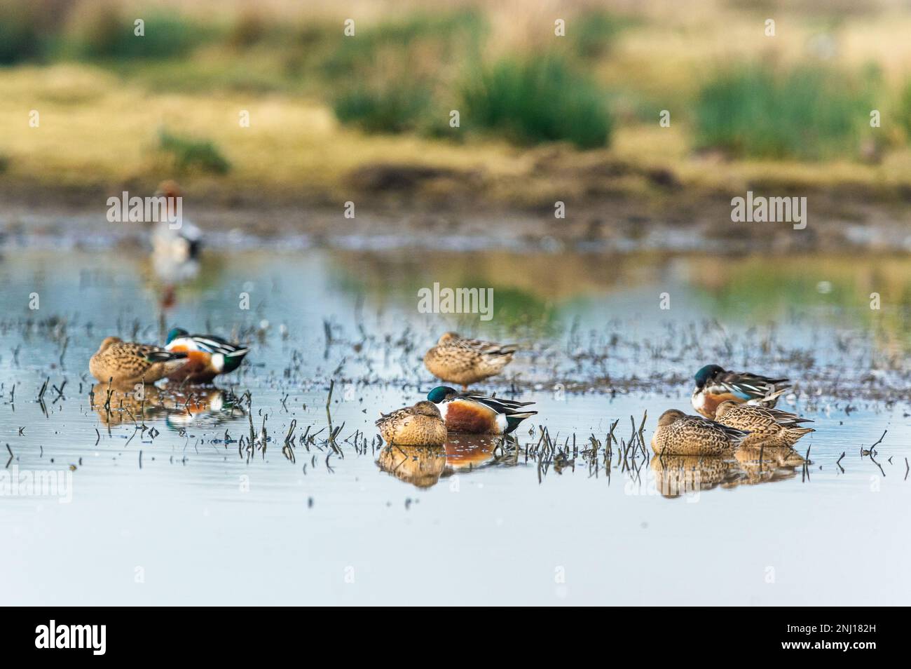 Marshland fauna hi-res stock photography and images - Alamy