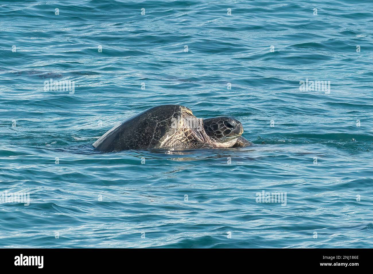 Chelonia mydas mating hi-res stock photography and images - Alamy