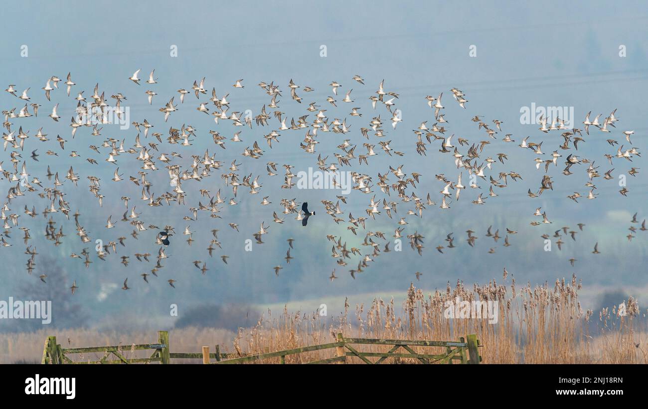 Grey Plover, Pluvialis squatarola - Birds in the environment during ...