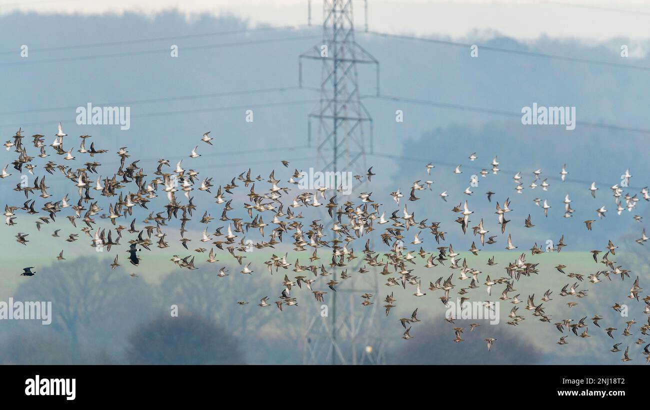 Grey Plover, Pluvialis squatarola - Birds in the environment during ...