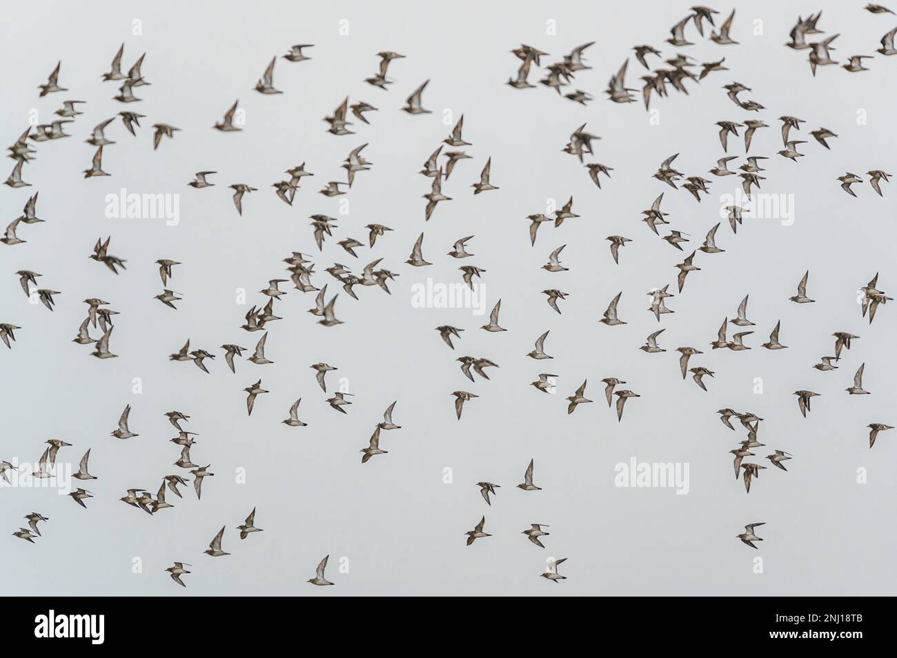 Grey Plover, Pluvialis squatarola - Birds in the environment during ...
