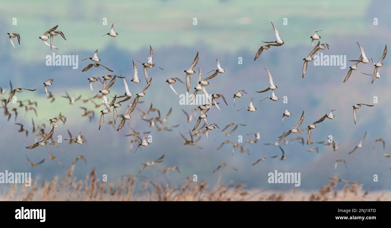 Grey plover flight uk hi-res stock photography and images - Alamy