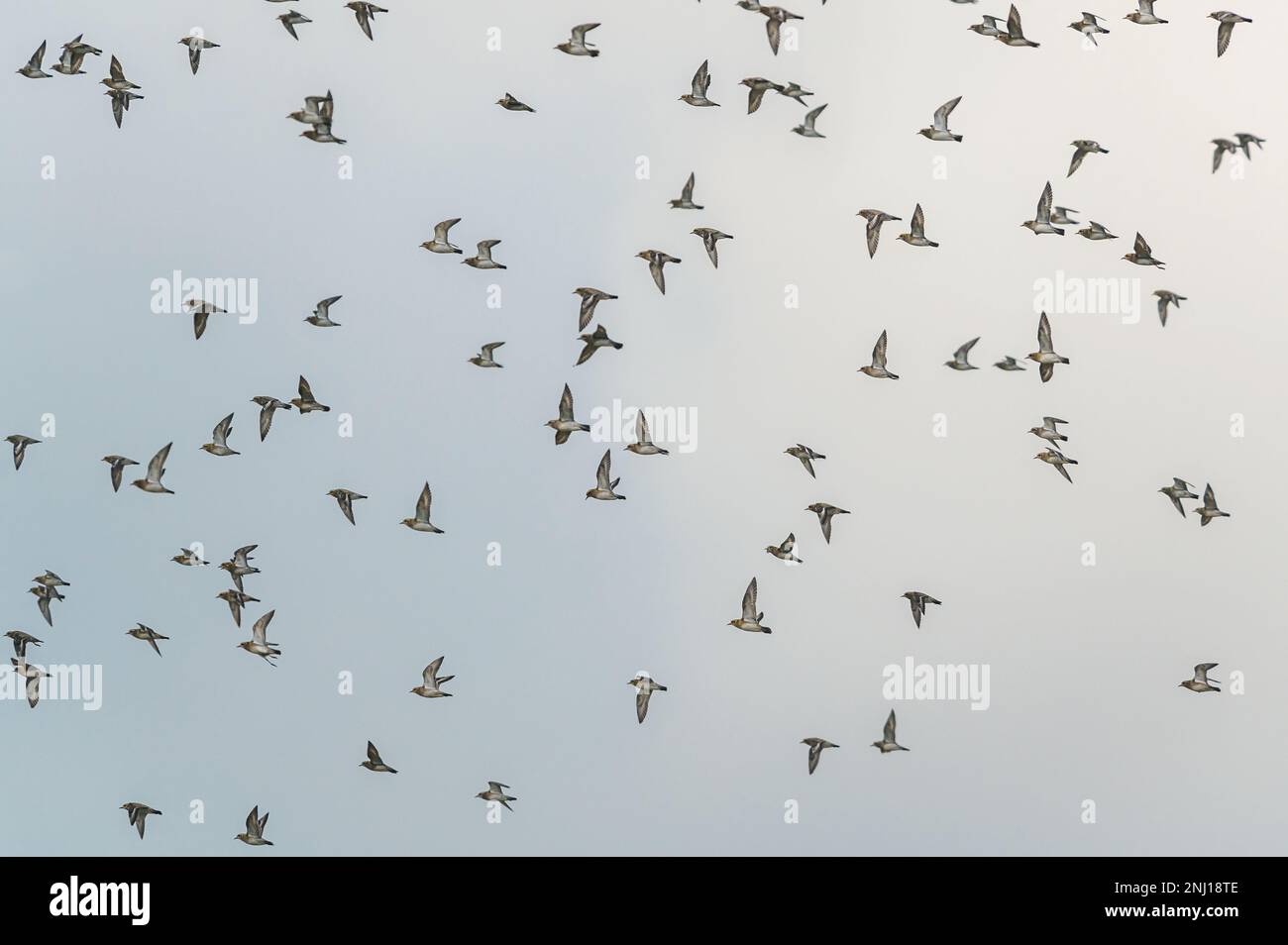 Grey Plover, Pluvialis squatarola - Birds in the environment during ...
