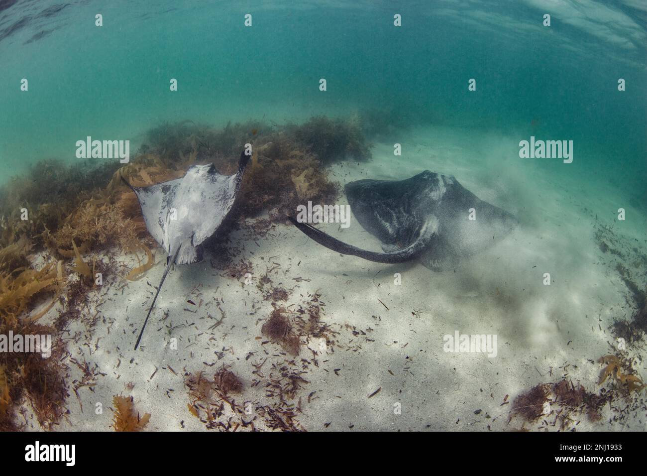 Hamelin Bay ray, rays close up. Pictures are taken in Australia, Western Australia, Margaret ...