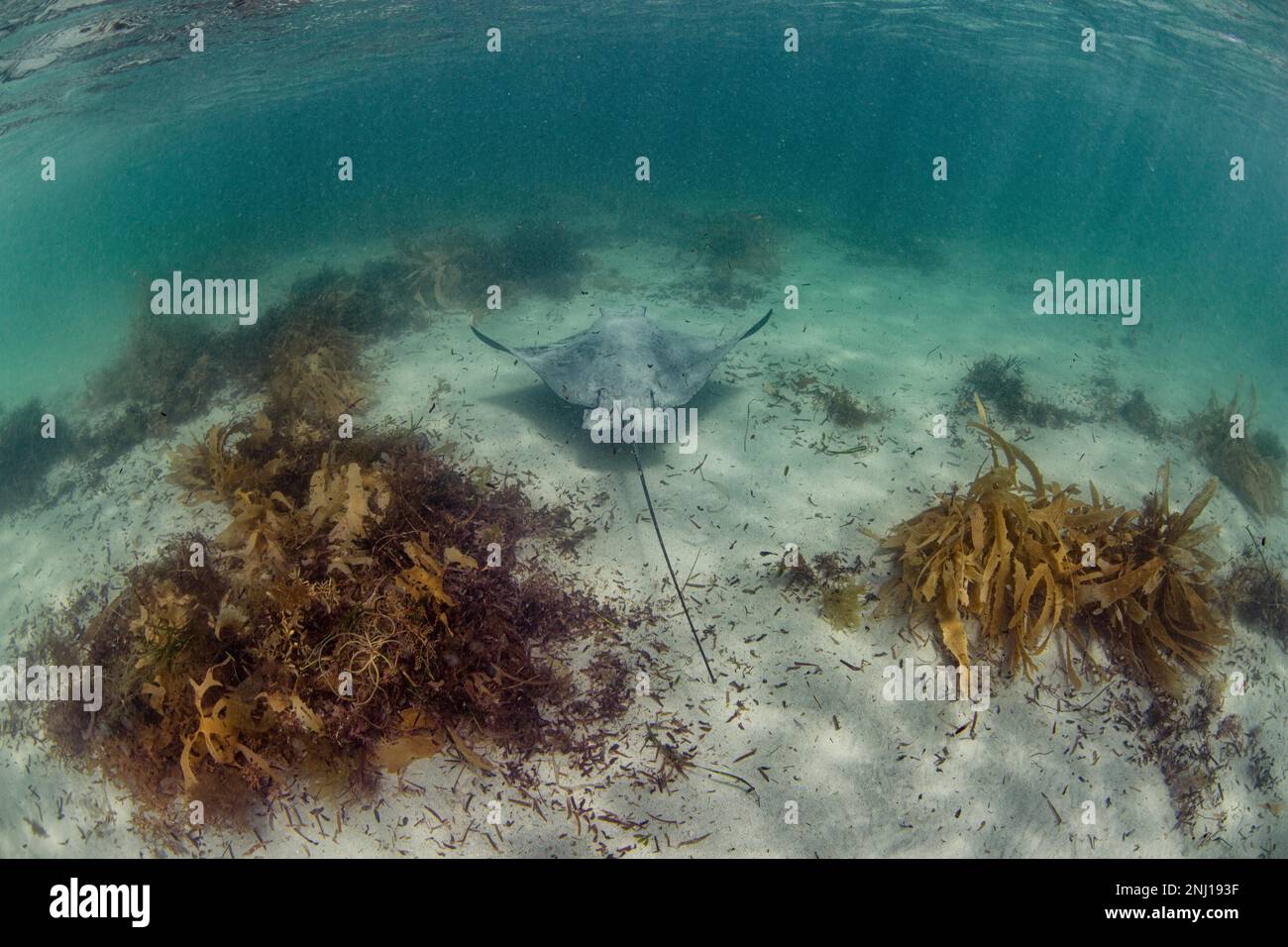 Pictures of australia wildlife hi-res stock photography and images - Alamy