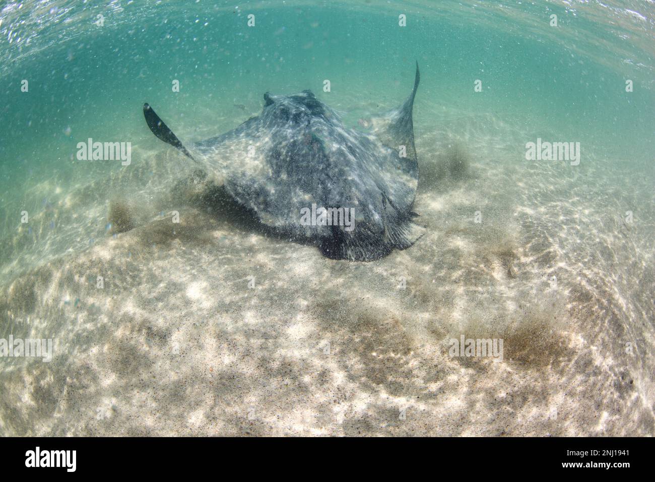 Hamelin Bay ray, rays close up. Pictures are taken in Australia ...
