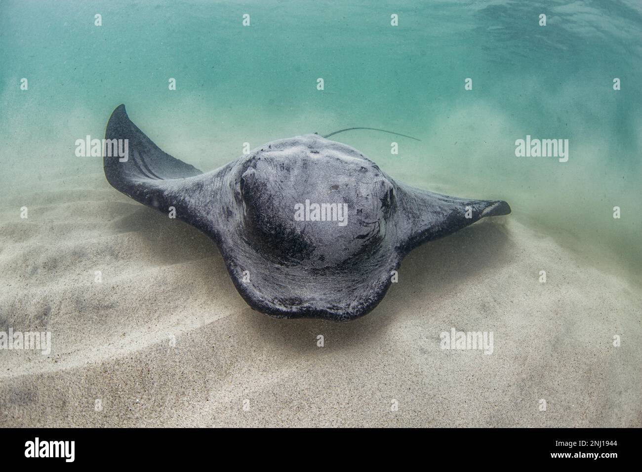 Hamelin Bay ray, rays close up. Pictures are taken in Australia ...