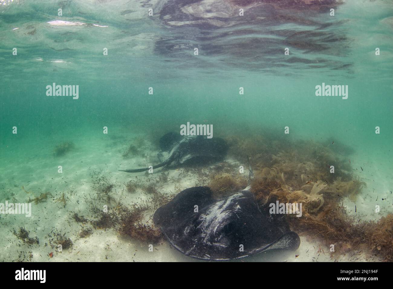 Stingrays of australia hi-res stock photography and images - Alamy