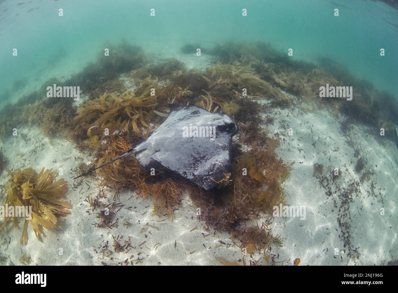 Hamelin Bay ray, rays close up. Pictures are taken in Australia ...