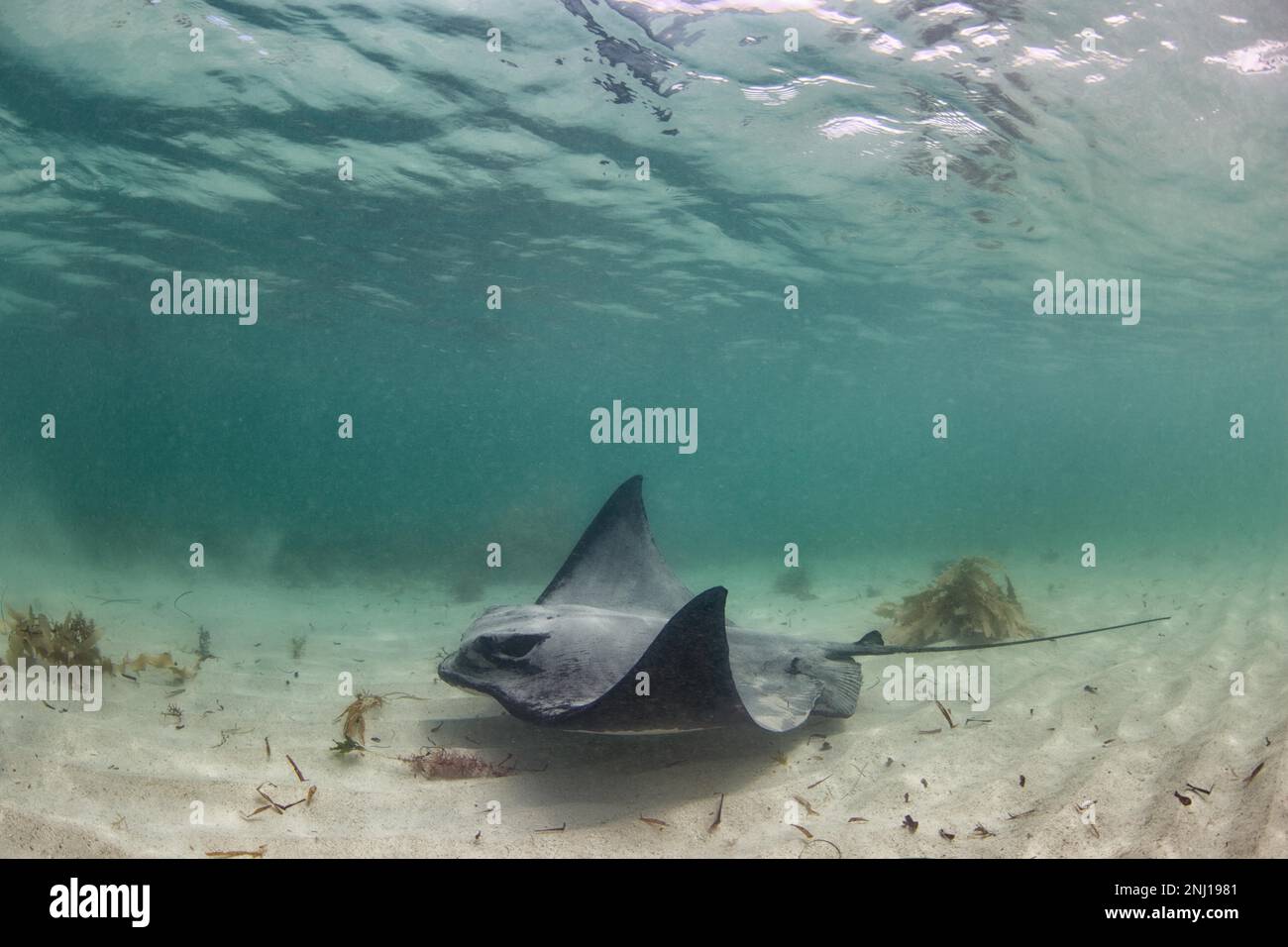 Hamelin Bay ray, rays close up. Pictures are taken in Australia ...