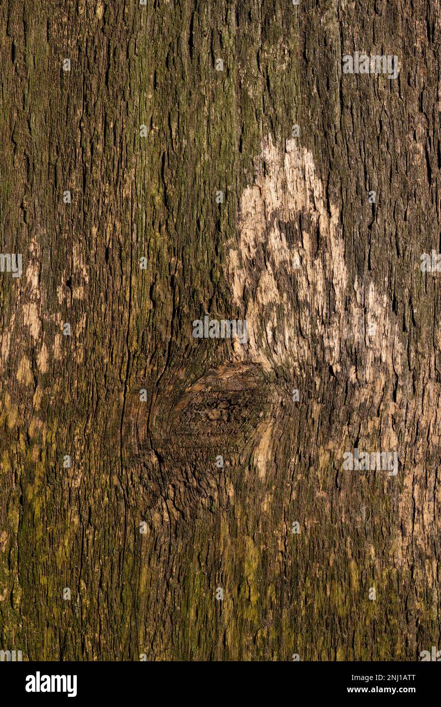 Brown wood background. Wooden plank of a tree trunk close-up with ...
