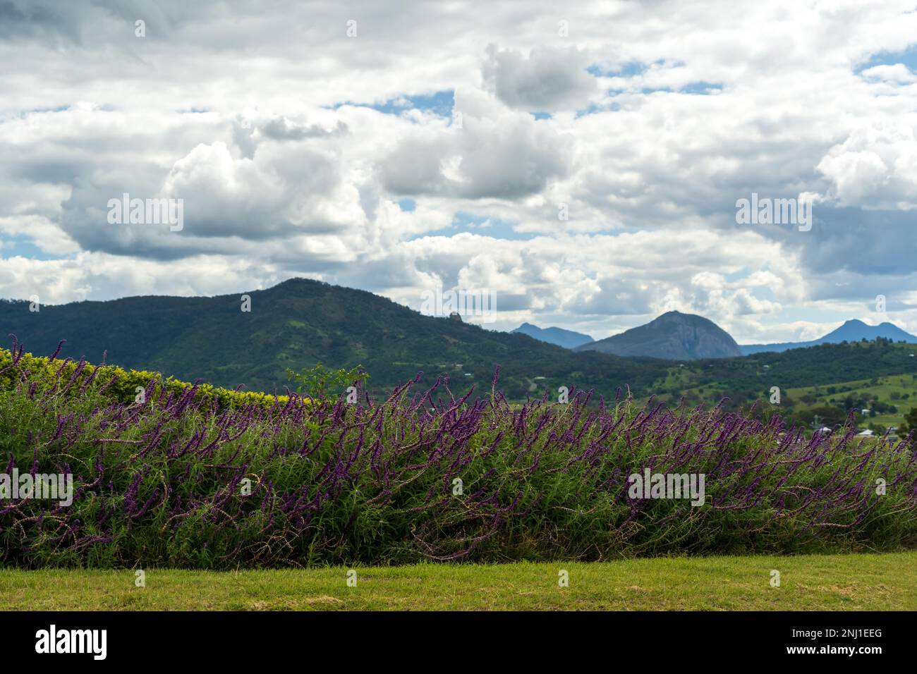 Purple, flowering plants in the foreground of a country scene with ...