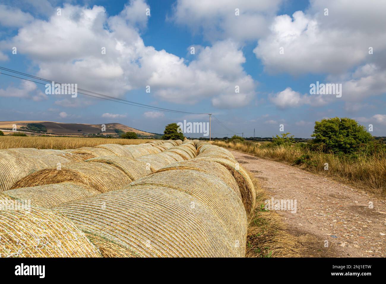 Rows of hay bales on farmland,in the South Downs near Lewes Stock Photo ...
